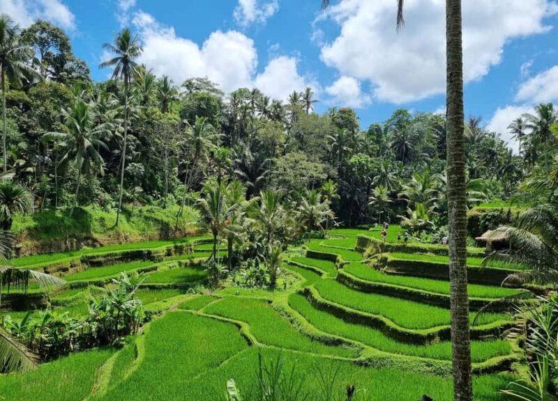 Bali: Jaga Satru Waterfall, Goa Lawah & Sidemen Tour - Key Points