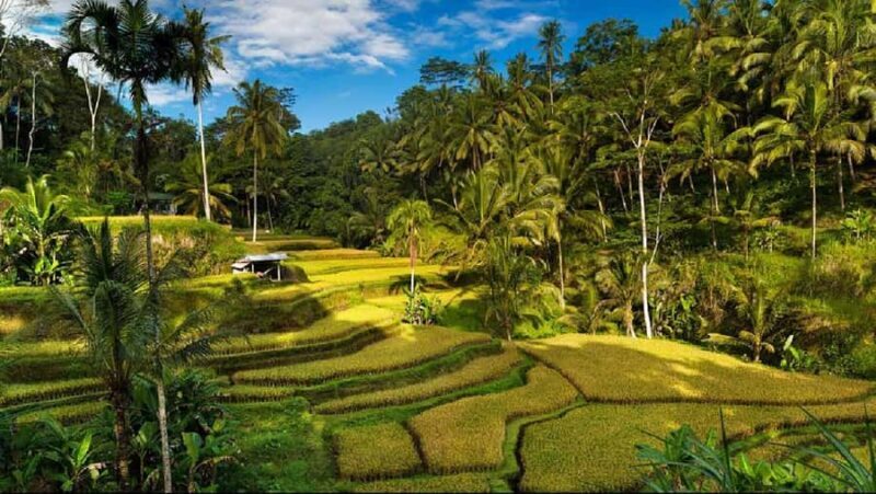Bali: Jatiluwih Rice Terrace, Temple & Hot Springs Day Trip - Key Points