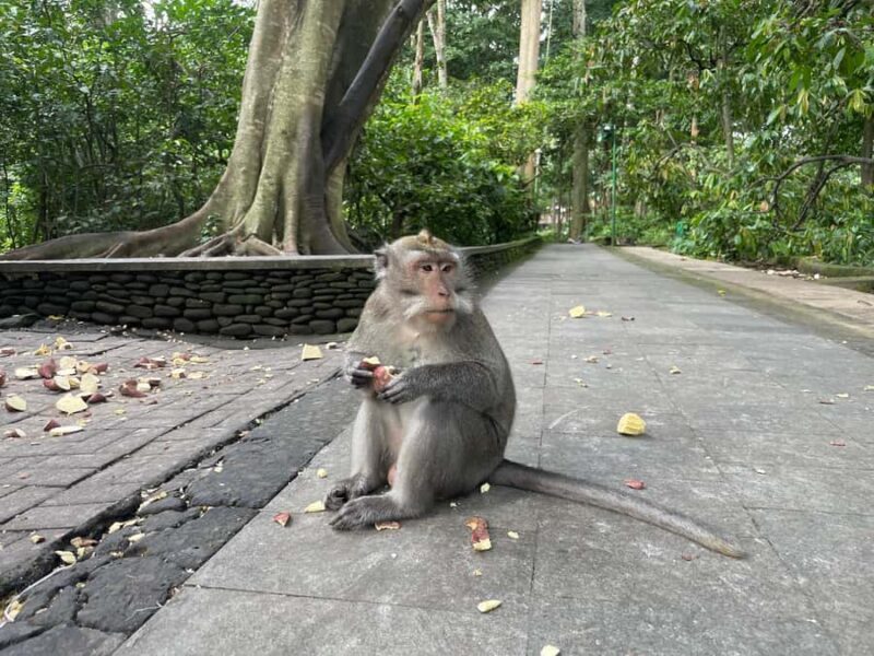 Bali: Jatiluwih Rice Terrace, Temple & Hot Springs Day Trip - What Visitors Are Saying