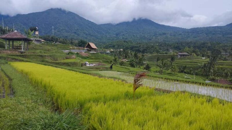 Bali: Jatiluwih Rice Terraces 1 Hour Electric Bike Tour - Introduction: A Scenic Escape with a Friendly Touch