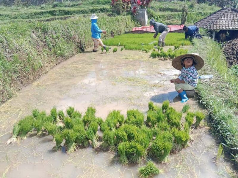 Bali: Jatiluwih Rice Terraces 1 Hour Electric Bike Tour - The Reviews: Genuine Feedback from Travelers