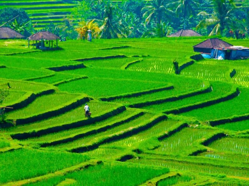 Bali: Jatiluwih Rice Terraces, Sangeh Forest & Coffee Tour - Exploring the Heart of Bali: What to Expect from the Tour