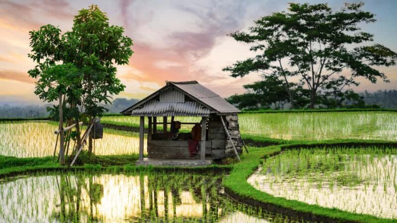 Bali: Jatiluwih Rice Terraces Sunrise guided Walking Tour - Key Points