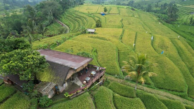 Bali: Jatiluwih Rice Terraces Sunrise guided Walking Tour - Introduction: A Quiet Look at Bali’s Heartland