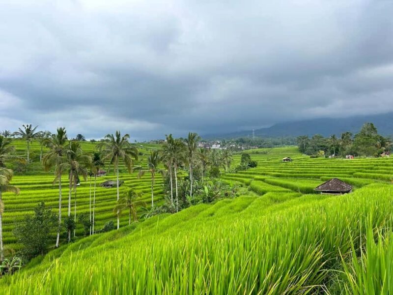 Bali: Jatiluwih Rice Terraces Walking Tour And Tanah Lot - Key Points