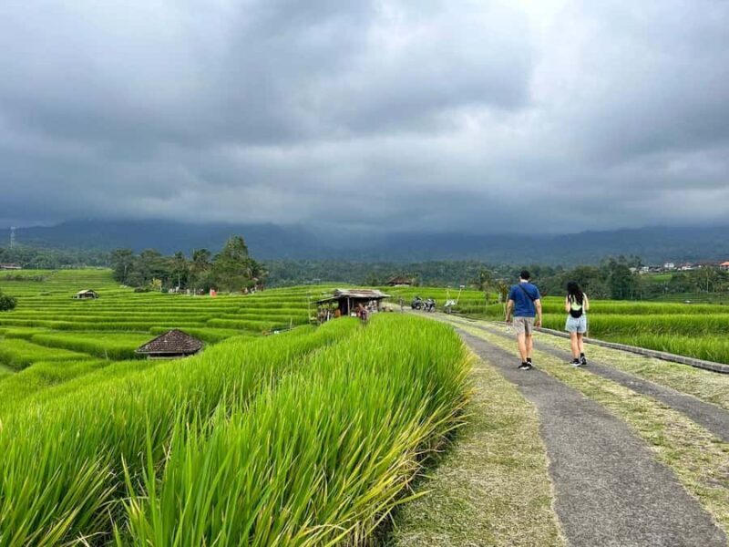 Bali: Jatiluwih Rice Terraces Walking Tour And Tanah Lot - Value and Considerations