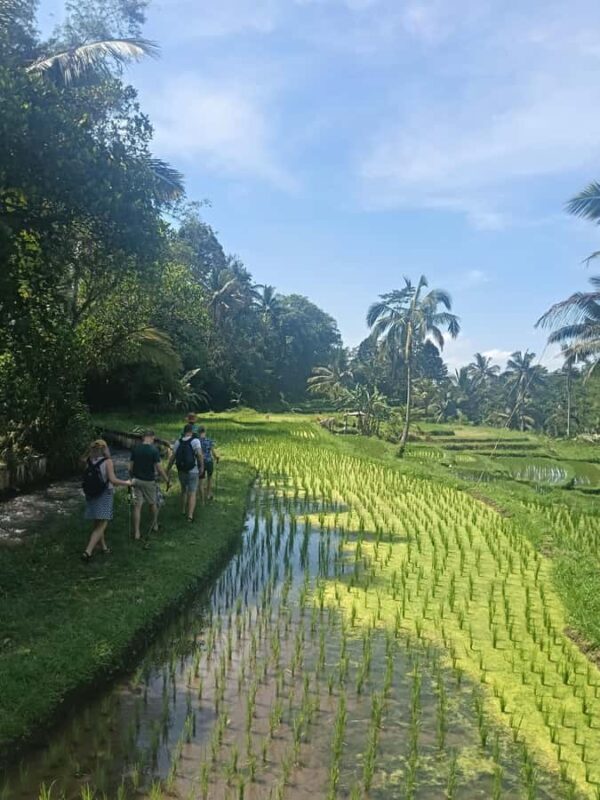 Bali: Jatiluwih Trek via Senganan Village  with local guide - Why This Tour Offers Good Value