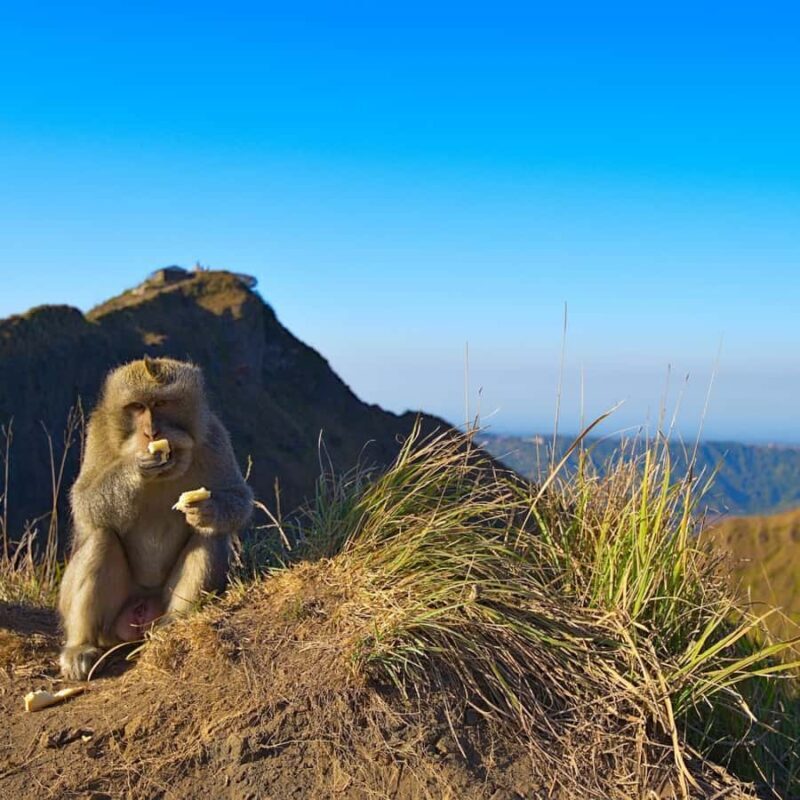 Bali Jeep 4x4 Tour - Who Will Love This Tour?