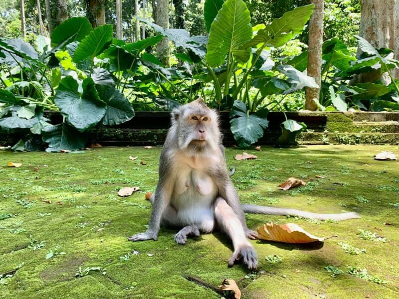 Bali: Journey to The Soul, All Inclusive Tour - The Sum Up