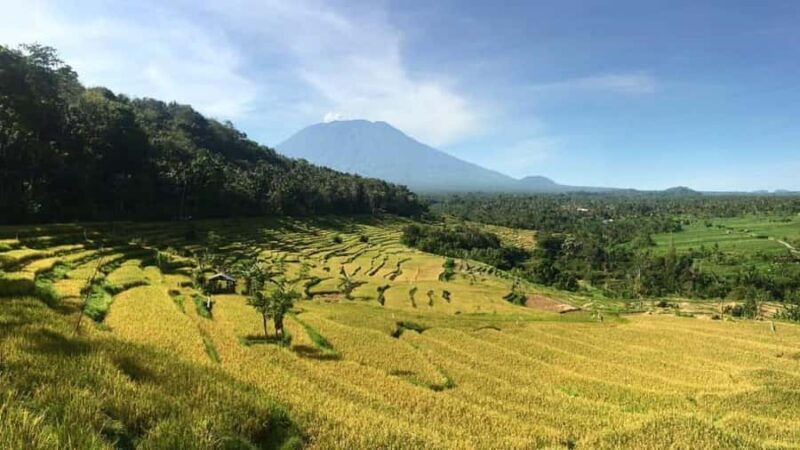 Bali: Kastala Rice Terrace, Tenganan Trekking & Virgin Beach - Why This Tour Offers Great Value
