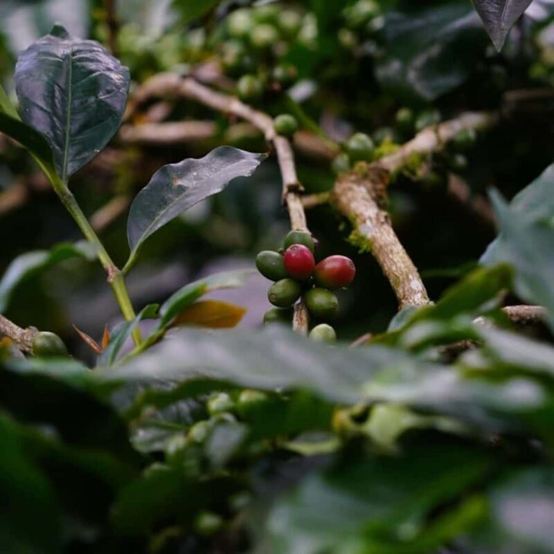 Bali: Kintamani Cafe, Waterfall, Temple and Cretya Ubud Tour - Final Thoughts