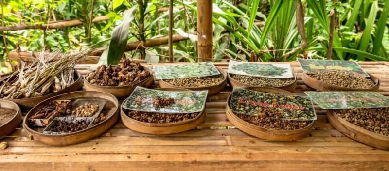 Bali: Kintamani Volcano, Monkey Forest & Rice Terrace Tour - Hidden Jungle Temple & Playful Monkeys