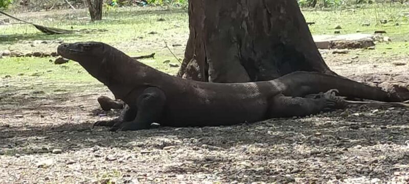 Bali: Komodo Island Guided Day Trip with Lunch and Snacks - Key Points