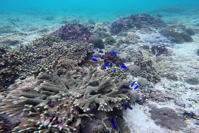 Bali Lempuyang Gate of Heaven and Private Blue Lagoon Snorkeling - Who Will Love This Tour?