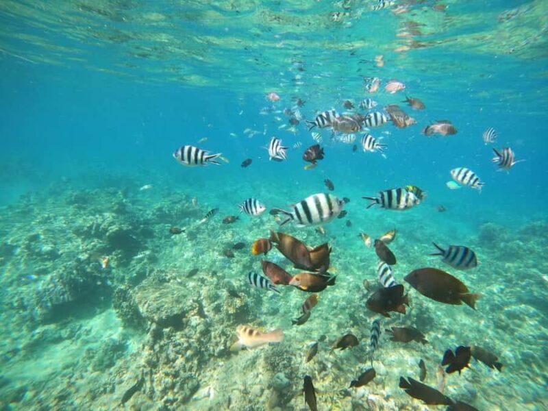 Bali: Lovina dolphin adventure with breakfast and snorkling. - Key Points