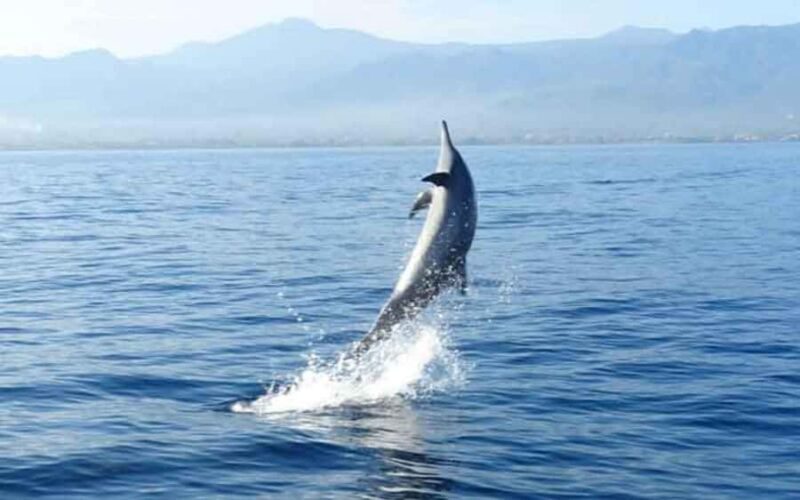Bali: Lovina Dolphin And Snorkeling With Waterfalls Tours - An Overview of the Experience