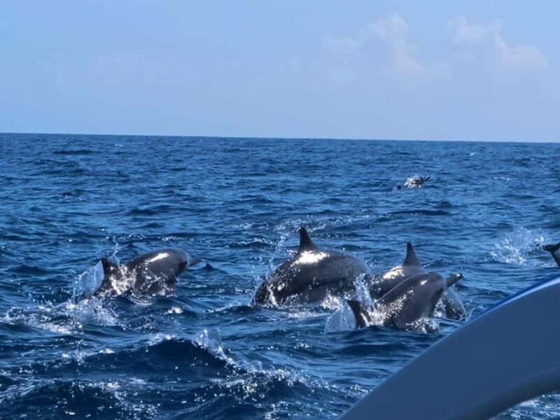 Bali: Lovina Dolphin And Snorkeling With Waterfalls Tours - The Sum Up