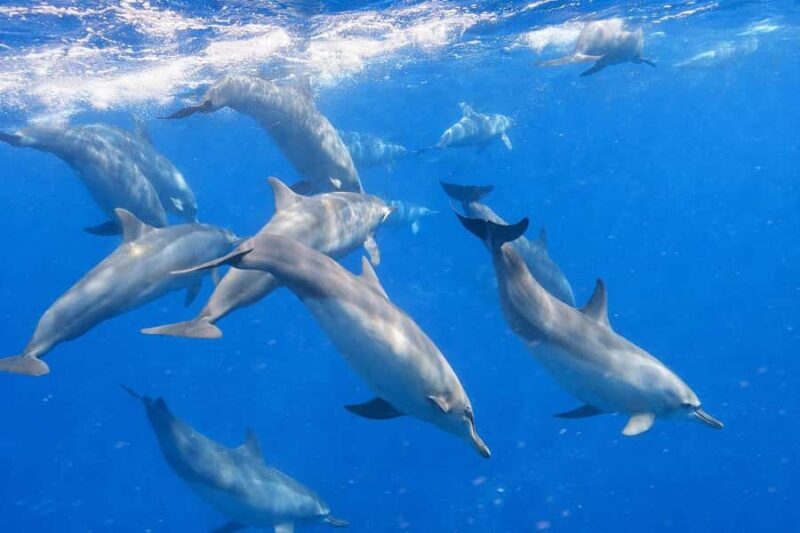 Bali/Lovina: Guided Dolphin Watching & Sunrise Boat Snorkel - Who Should Consider This Tour?