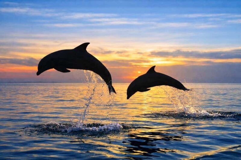 Bali/Lovina: Guided Dolphin Watching & Sunrise Boat Snorkel - The Sum Up