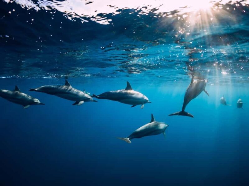 Bali: Lovina Marine Wonders, Dolphin Swim & Snorkeling. - Key Points