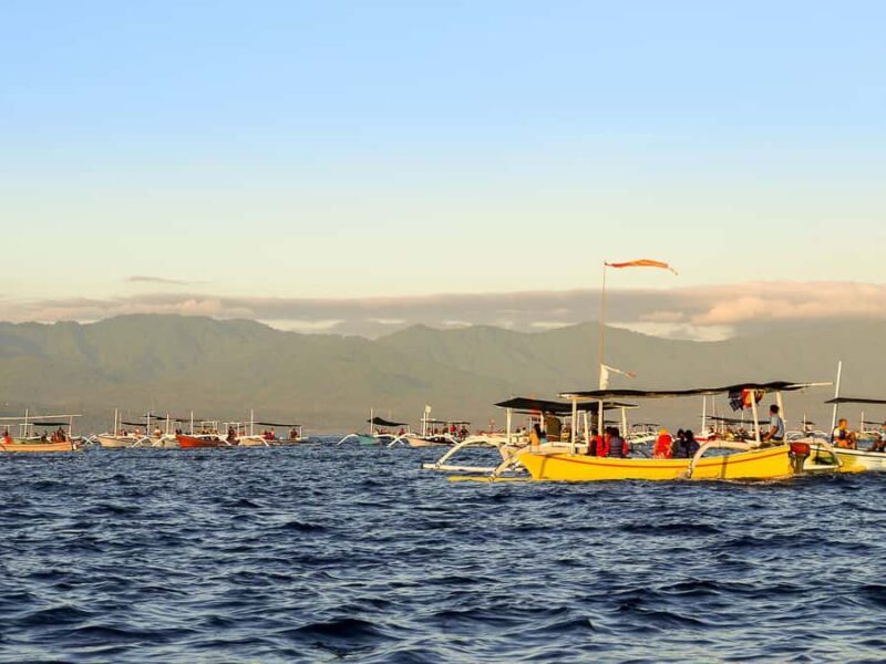 Bali: Lovina Marine Wonders, Dolphin Swim & Snorkeling. - Who This Tour Is Best For