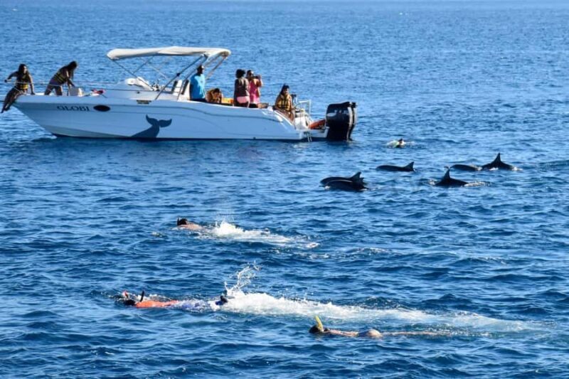 Bali/Lovina: Private or Shared Sunrise Dolphin Snorkel Tour - Final Thoughts