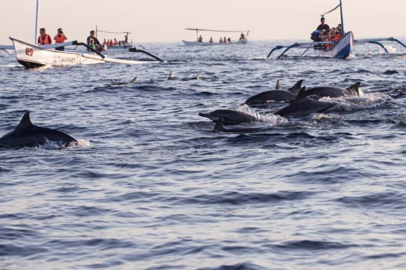 Bali/Lovina: Private or Shared Sunrise Dolphin Snorkel Tour - FAQ