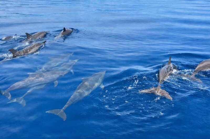 Bali/Lovina: Sunrise Dolphin Snorkel & Waterfall Cliff Jump - Authentic Experiences and Feedback