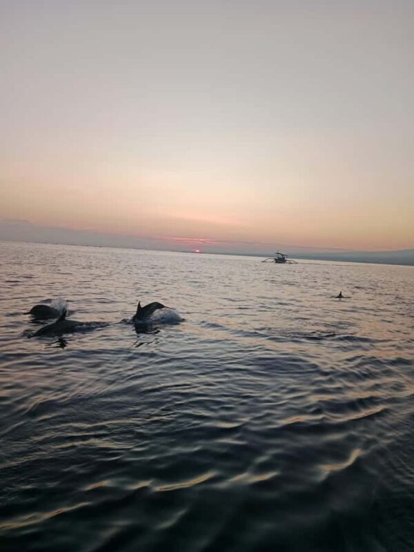 Bali: Lovina Sunrise Dolphin Watching And Snorkeling Tour - Exploring the Bali: Lovina Sunrise Dolphin Watching And Snorkeling Tour