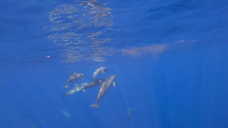 Bali: Lovina Sunrise Dolphin Watching And Snorkeling Tour - An In-Depth Look at the Tour Experience
