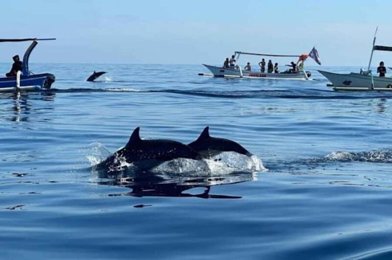 Bali: Lovina Swimming With Dolphine & Snorkeling Tour - Who Will Love This Tour?