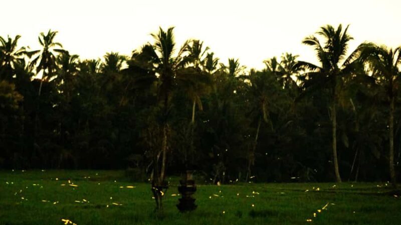 Bali: Magical Night Firefly Tour with Culture Insight - Key Points