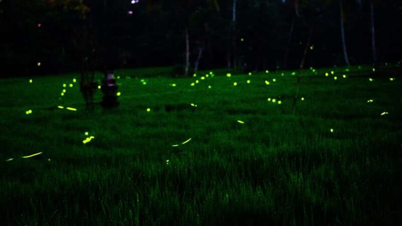 Bali: Magical Night Firefly Tour with Culture Insight - Transportation & Logistics