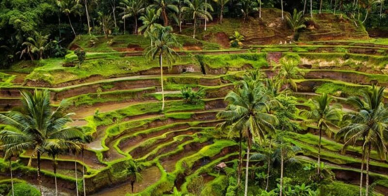 Bali: Manukaya Home of Tirta Tample, Rice Fields and Coffee - The Sum Up: Why This Tour Offers a Genuine Bali Experience