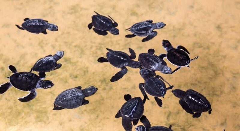 Bali: Melasti Beach, GWK Cultural park, Kecak, Turtle Island - Key Points