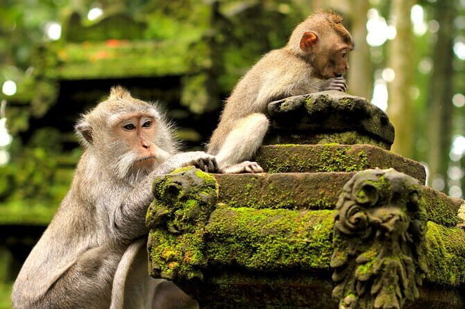 Bali: Monkey Forest, Rice Terrace and Ubud Market Guided Tour - A Closer Look at the Itinerary and What to Expect