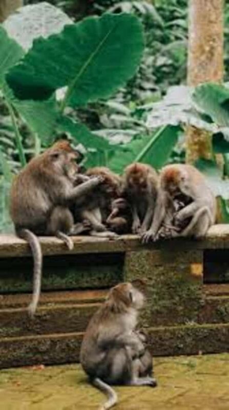 Bali: Monkey Forest Sangeh ,Temple & Waterfall- Private Tour - FAQ