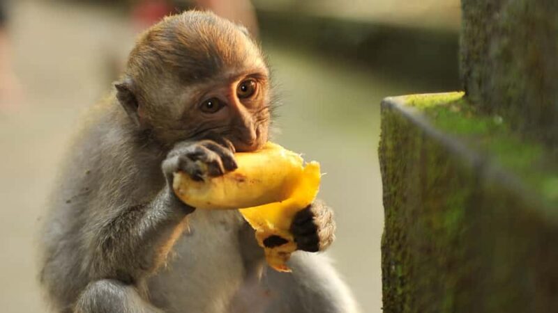 Bali: Monkey Forest, Taman Ayun, Tanah Lot Temple Tour - Deep Dive into Each Stop