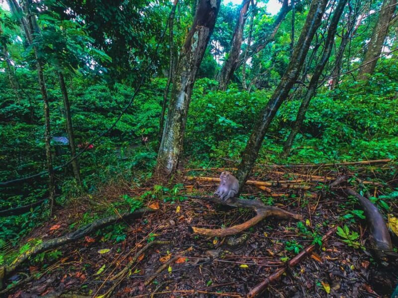 Bali: Monkey Forest, Taman Ayun, Tanah Lot Temple Tour - Value and Practicality