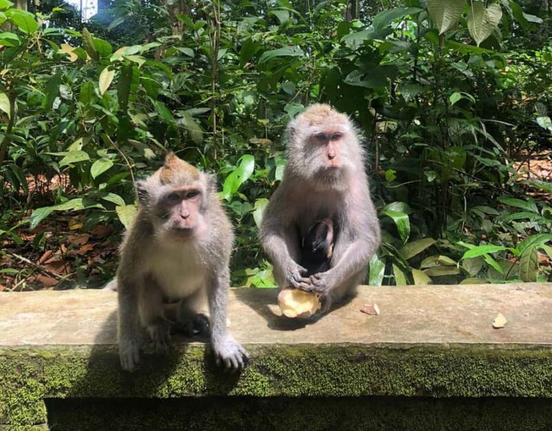 Bali: Monkey Forest, Waterfalls, Rice Terracep, and Coffee - An In-Depth Look at the Bali Private Tour
