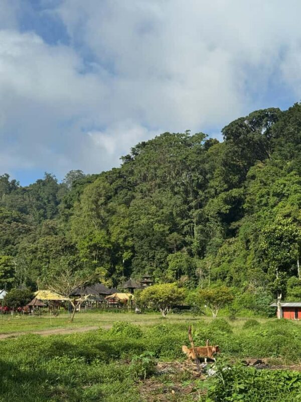 Bali Nature Forest Walk Tour - Key Points