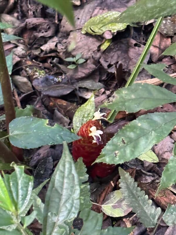 Bali Nature Forest Walk Tour - A Practical Introduction to a Gentle Adventure