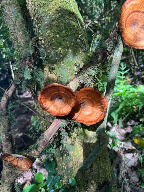 Bali Nature Forest Walk Tour - A Deep Dive into the Itinerary and Experience