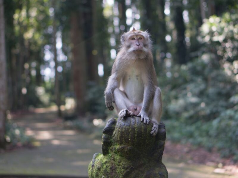 Bali : North Bali Instagramable, Gate, Waterfall, & more - FAQ