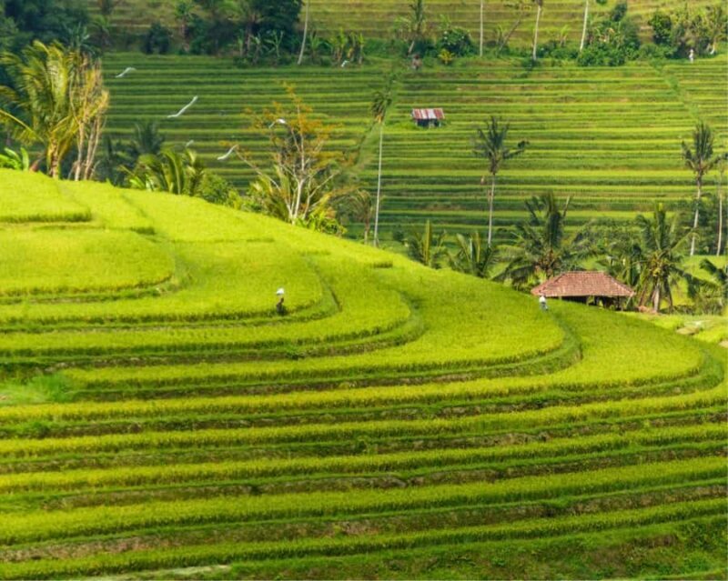 Bali: North Bali Tour with Jatiluwih, Ulun Danu, Waterfall. - Key Points