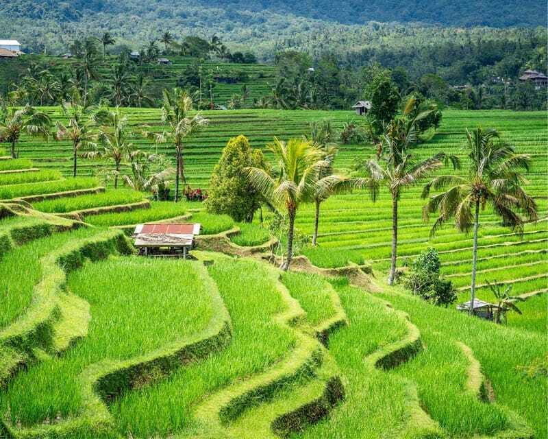 Bali: North Bali Tour with Jatiluwih, Ulun Danu, Waterfall. - FAQ