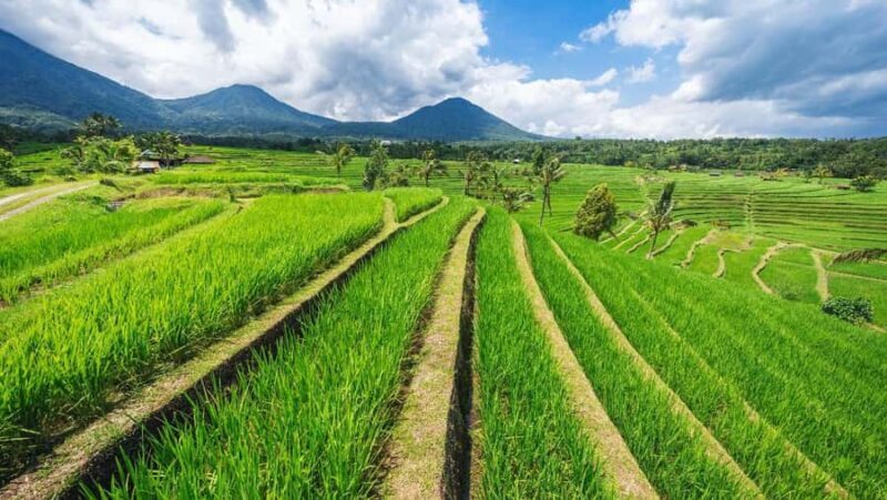 Bali: North Bali Tour with Ulun Danu Beratan Temple - Key Points