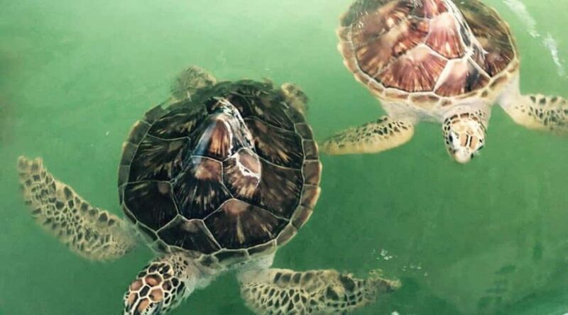 Bali/Nusa Dua: Snorkeling, Glass Boat Ride & Turtle Center - Who Will Appreciate This Tour?