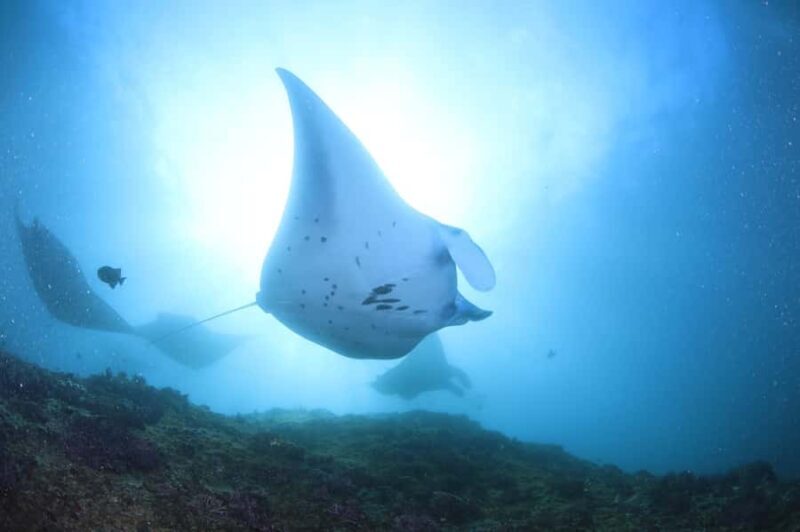 Bali/Nusa Penida: 3 Fun Dives to Manta Point, Mola & Reef - Key Points