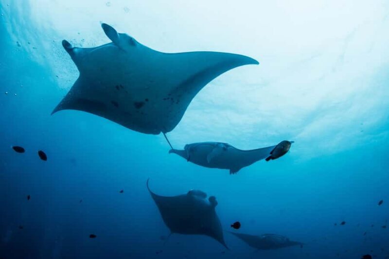 Bali/Nusa Penida: Manta Point Snorkel Boat & West Coast Tour - Authentic Experiences and Viewer Insights